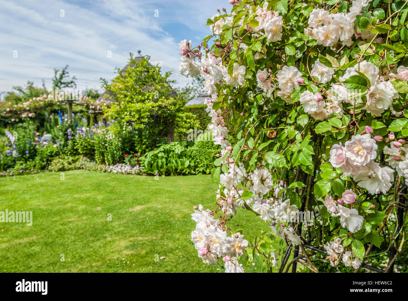 English Bushes High Resolution Stock Photography and Images - Alamy