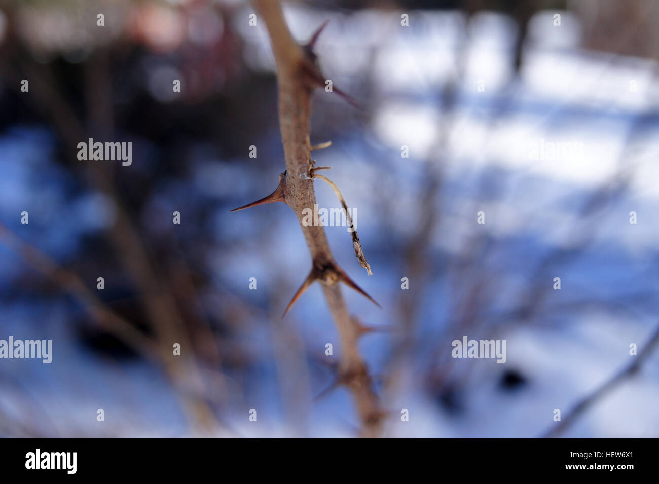 Thorn plant hi-res stock photography and images - Alamy