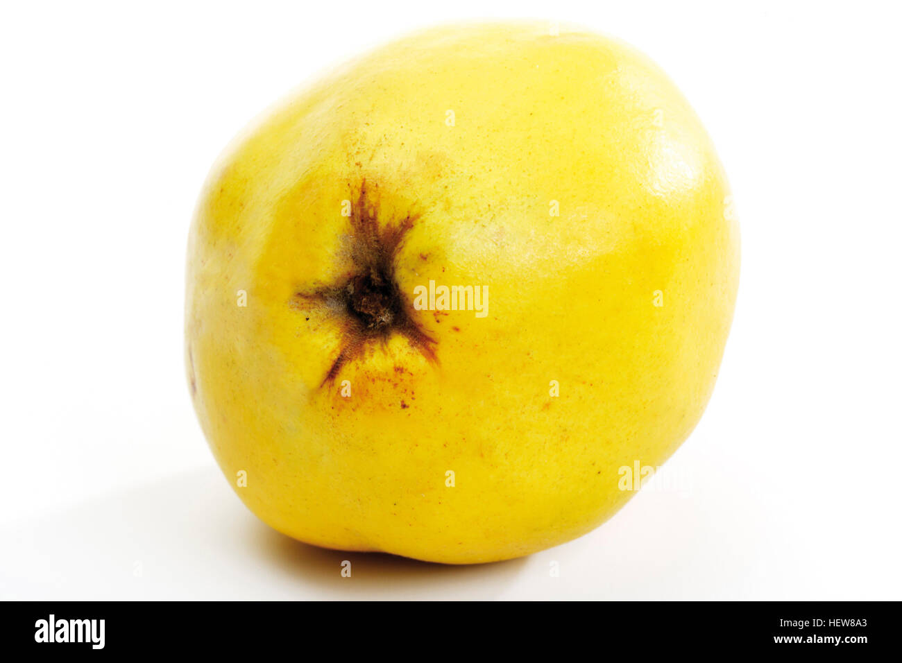 Quince (Cydonia oblonga Stock Photo - Alamy