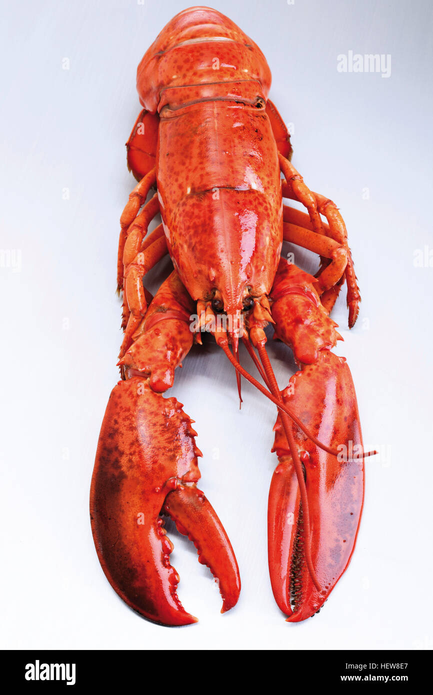 Lobster Cutouts High Resolution Stock Photography and Images - Alamy