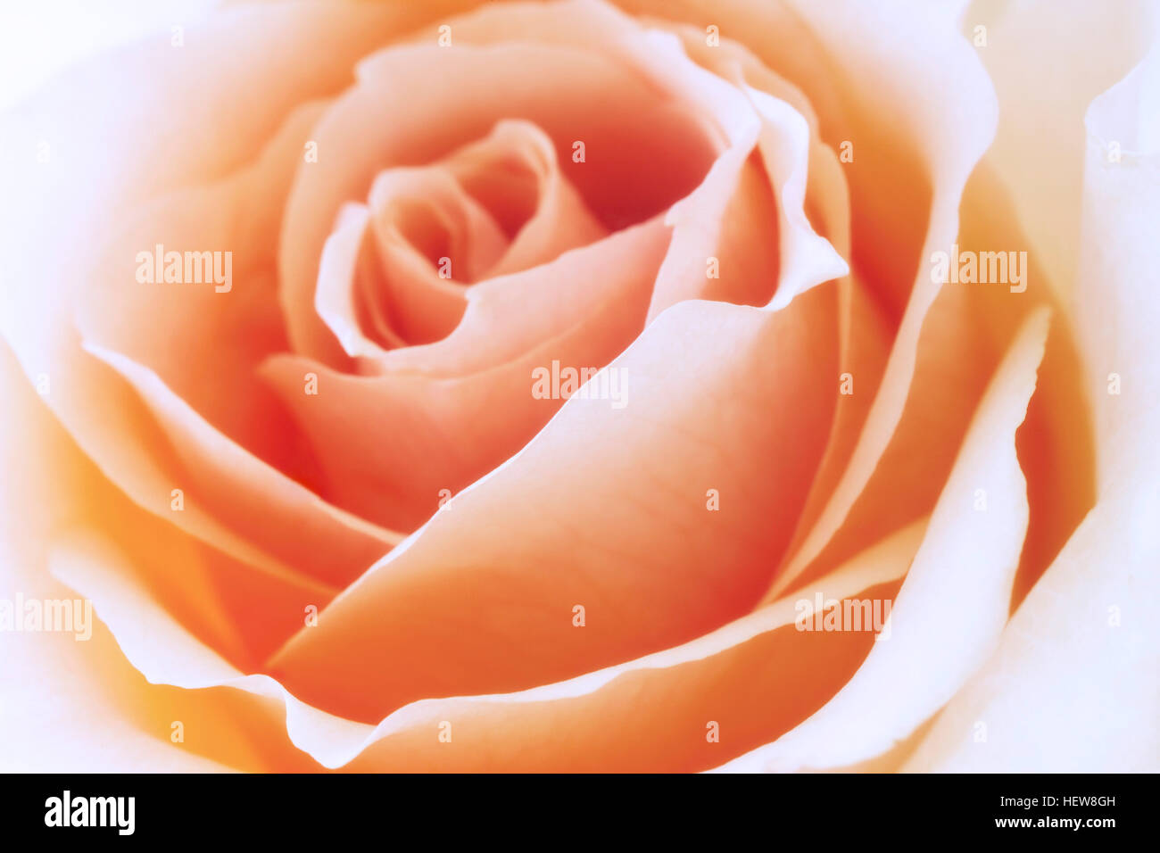 Salmon-coloured Floribunda rose Stock Photo - Alamy