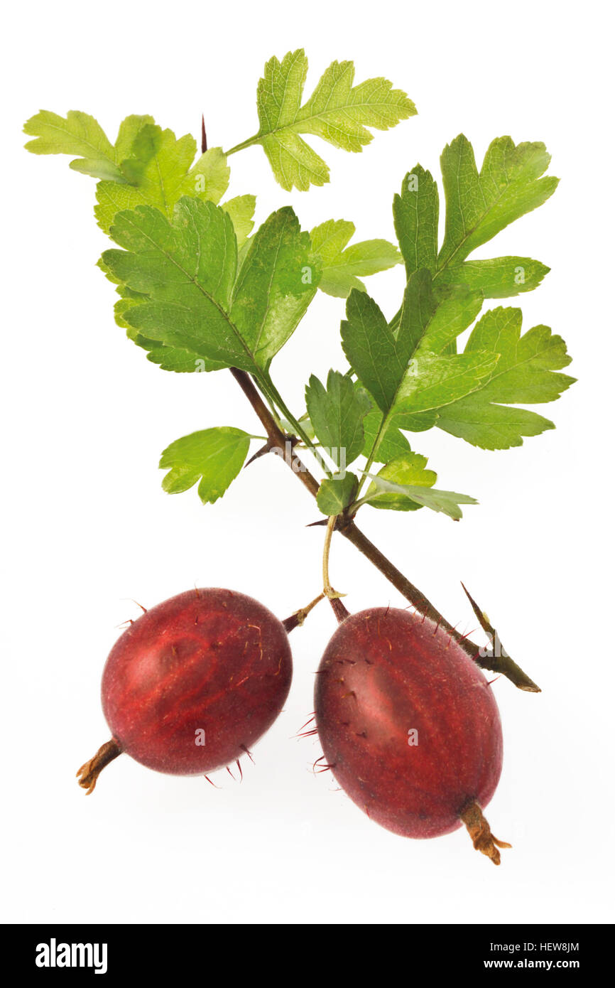 Inside a gooseberry Cut Out Stock Images & Pictures - Alamy