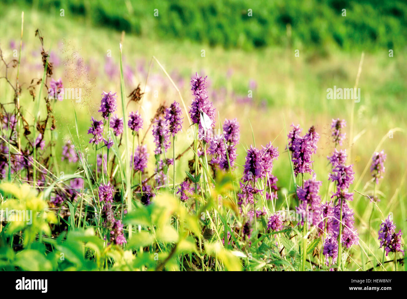 Green-winged Orchids (Orchis morio) growing in a field Stock Photo - Alamy