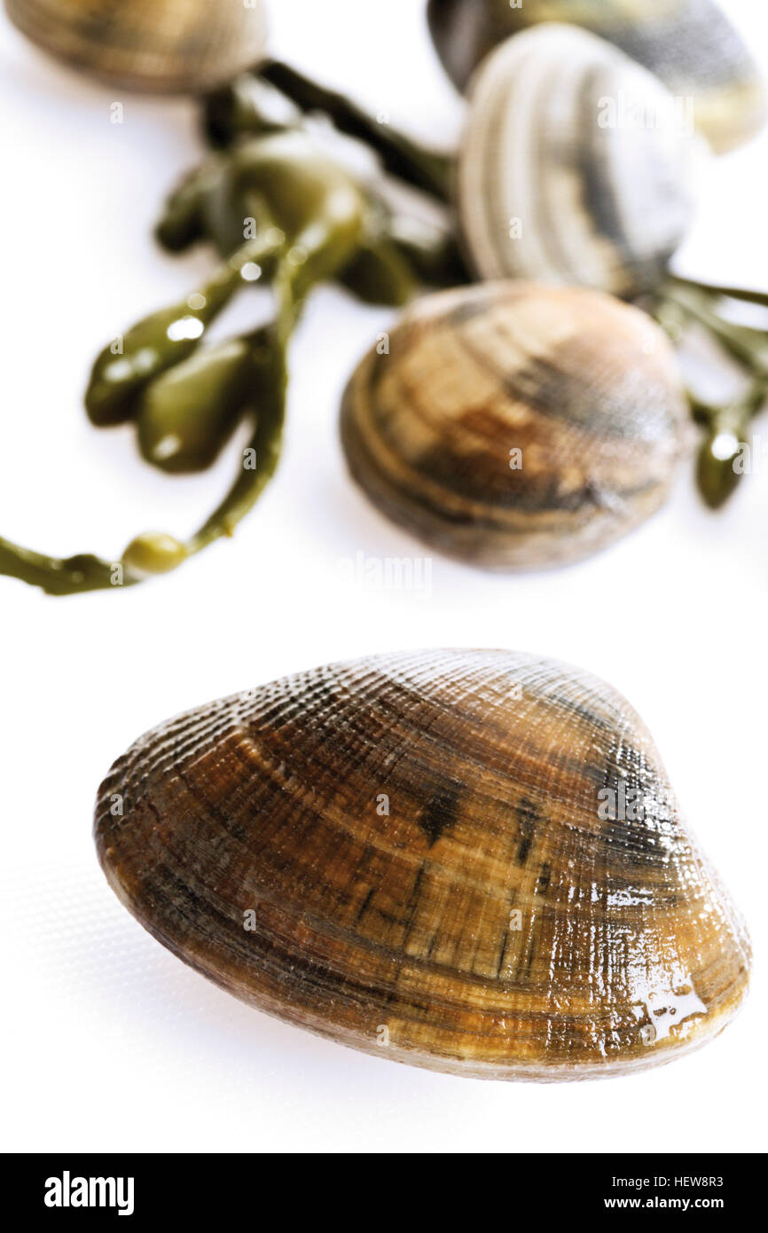 Carpet of shells hi-res stock photography and images - Alamy