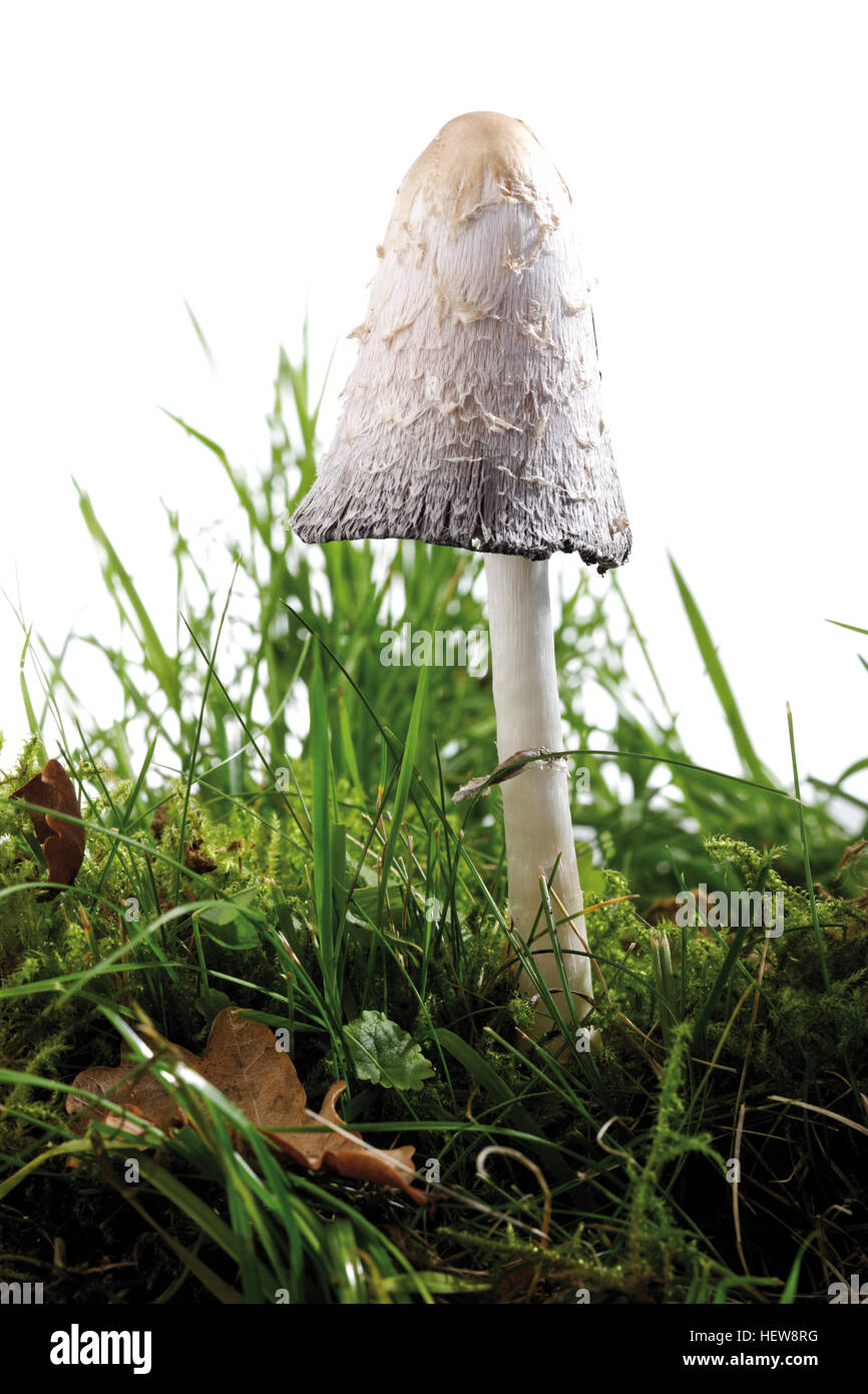 Inky Cap mushroom (Coprinus Stock Photo - Alamy