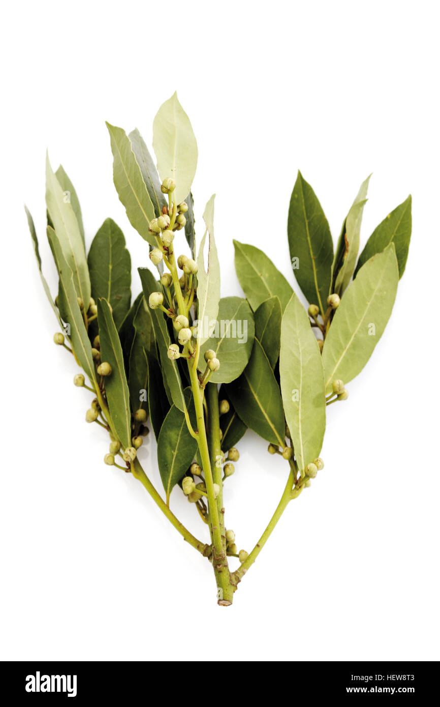 Laurus nobilis pot hi-res stock photography and images - Alamy