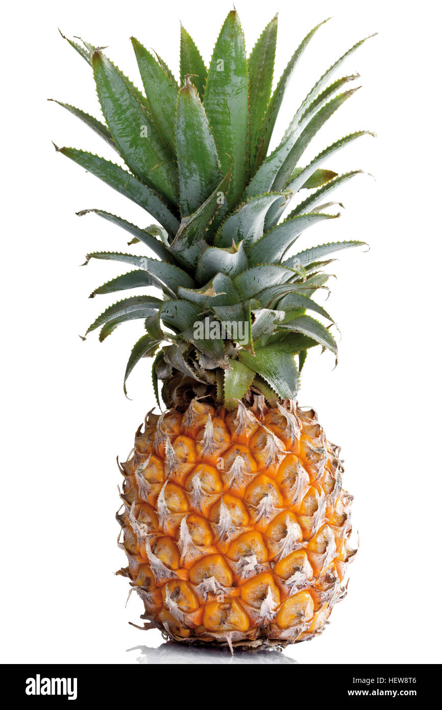 Miniature pineapple (Ananas comosus Stock Photo - Alamy