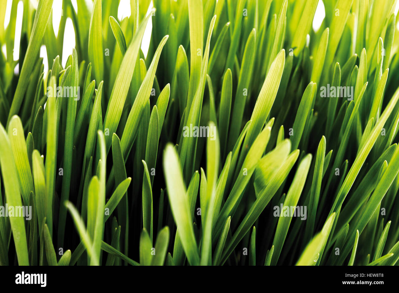 Grass blades studio hi-res stock photography and images - Alamy
