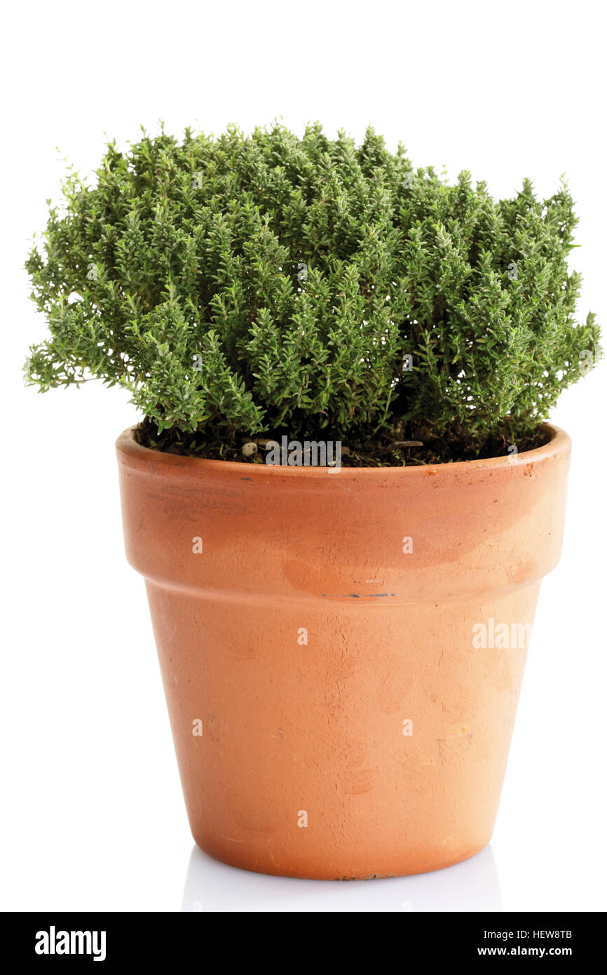 Thyme (Thymus) growing in a clay pot Stock Photo - Alamy