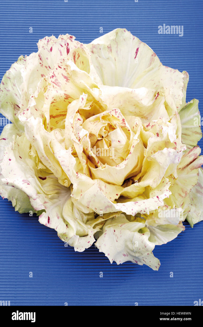 Radicchio Variegato di Castelfranco (variegated chicory Stock Photo - Alamy