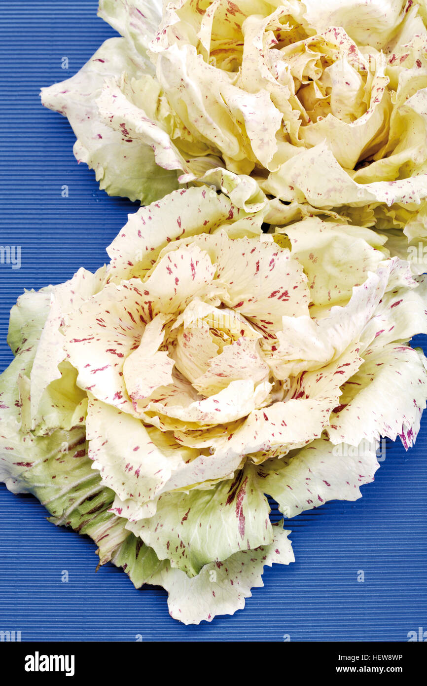 Radicchio Variegato di Castelfranco (variegated chicory Stock Photo - Alamy