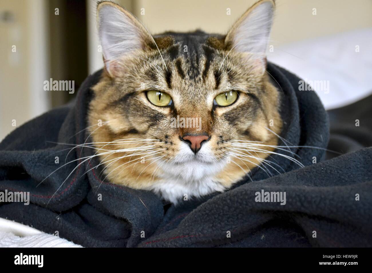A handsome male tabby cat wrapped up in a blue blanket to keep warm ...