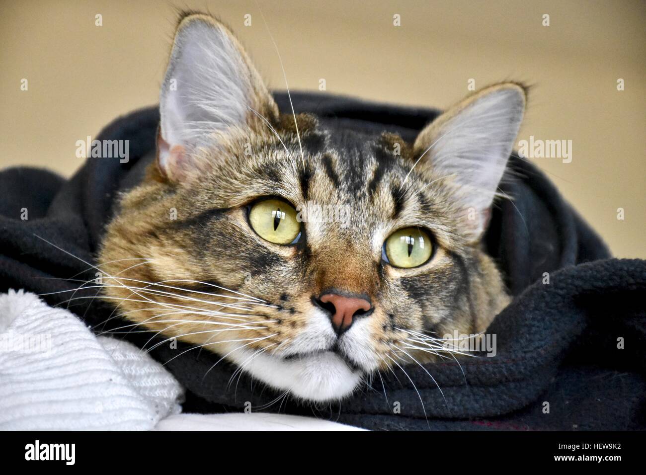 A handsome male tabby cat wrapped up in a blue blanket to keep warm ...