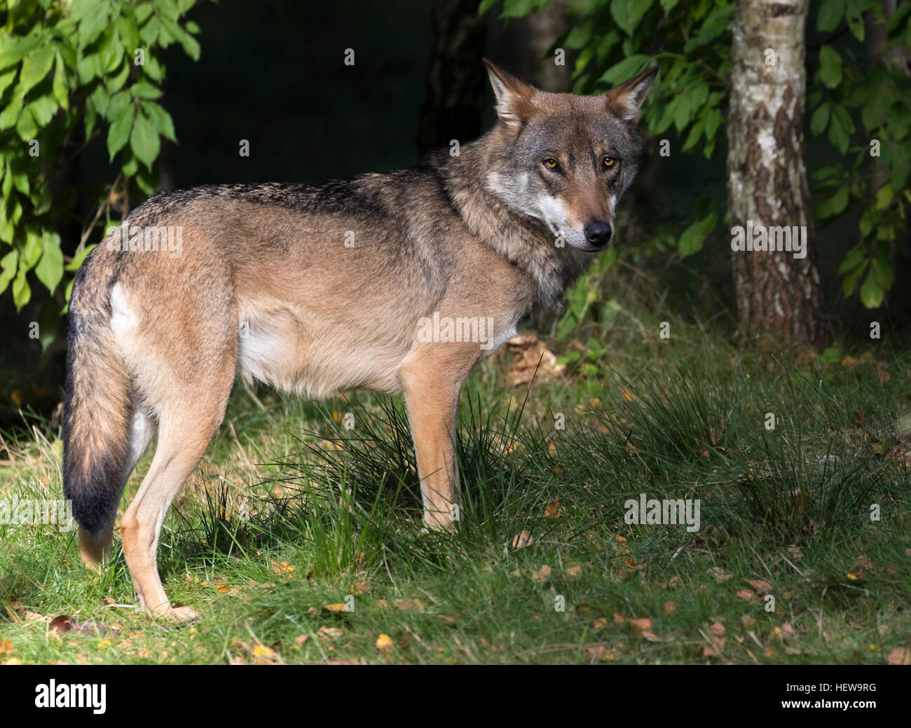 Grey gray hi-res stock photography and images - Alamy
