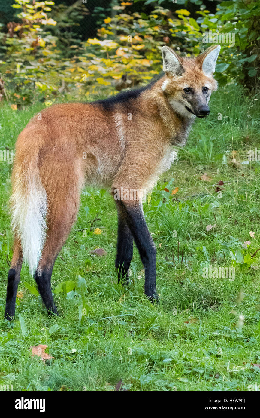 Maned wolf hi-res stock photography and images - Alamy