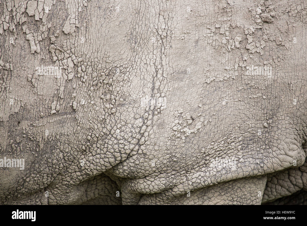 Rhino skin texture hi-res stock photography and images - Alamy