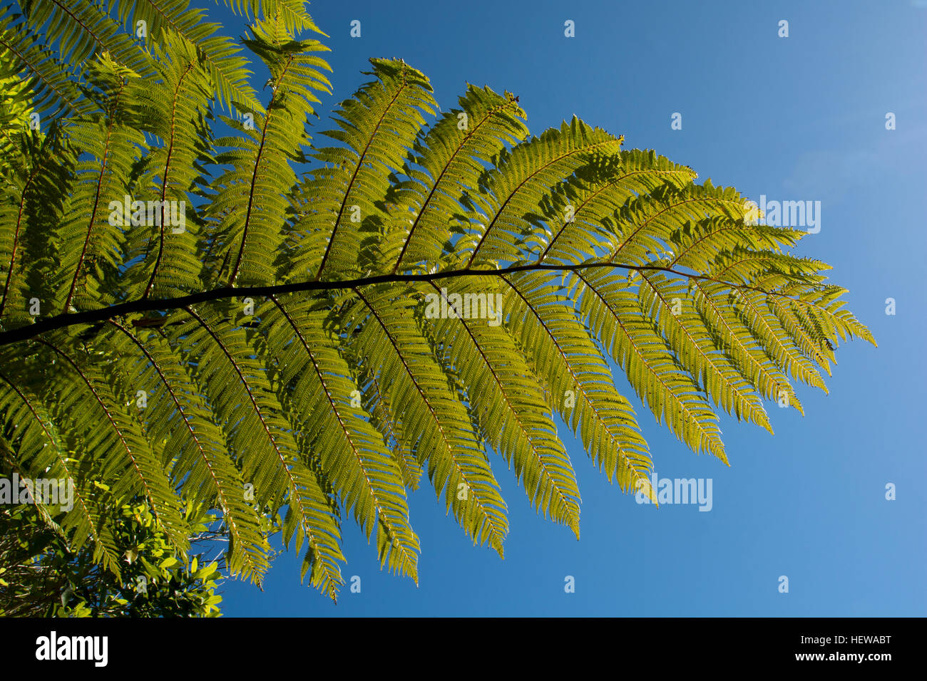 Regenerating forest with impressive tree ferns grows in the very ...