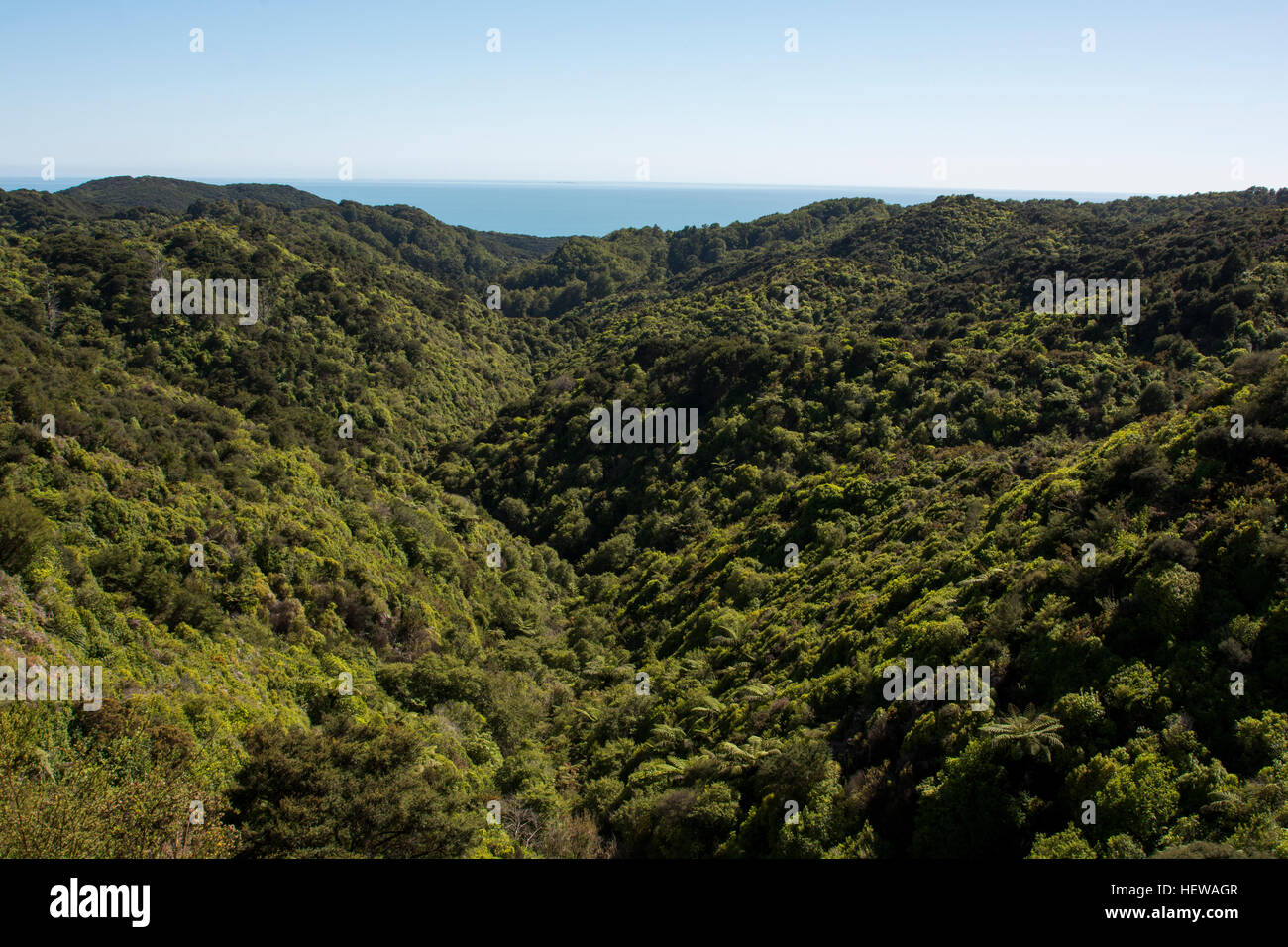 Pukatea walk hi-res stock photography and images - Alamy