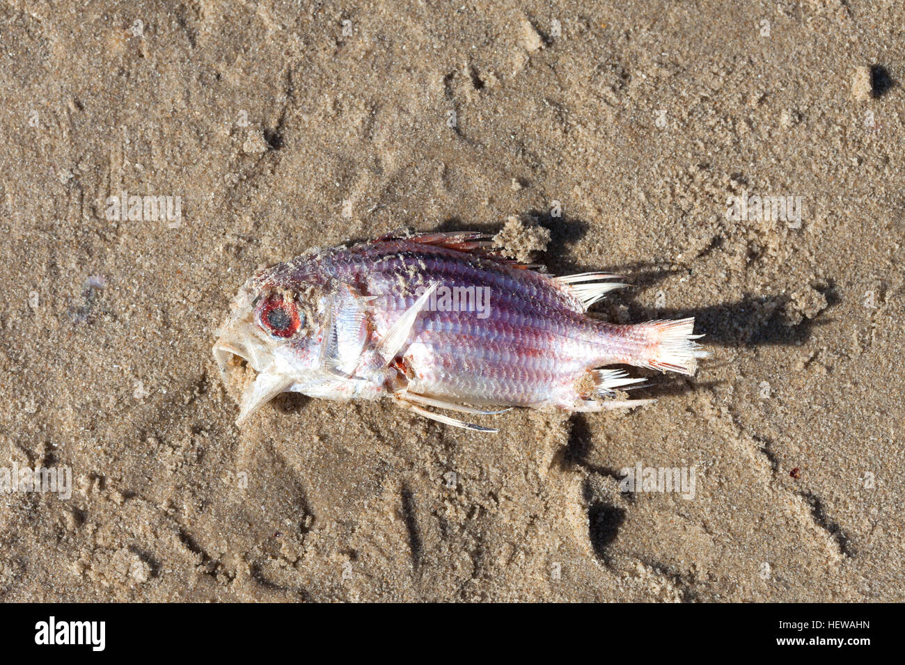 Small dead fish on a polluted beach Stock Photo - Alamy