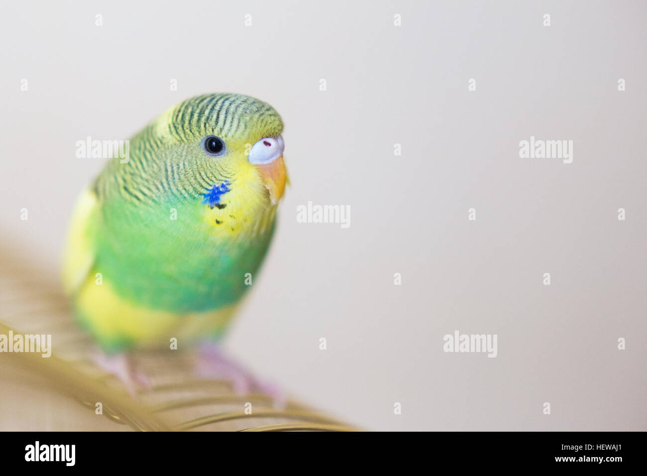 Budgie. Australian Parrot green and yellow colors Stock Photo - Alamy
