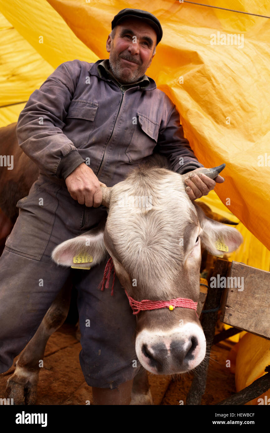 Animal cattle not bird hi-res stock photography and images - Alamy