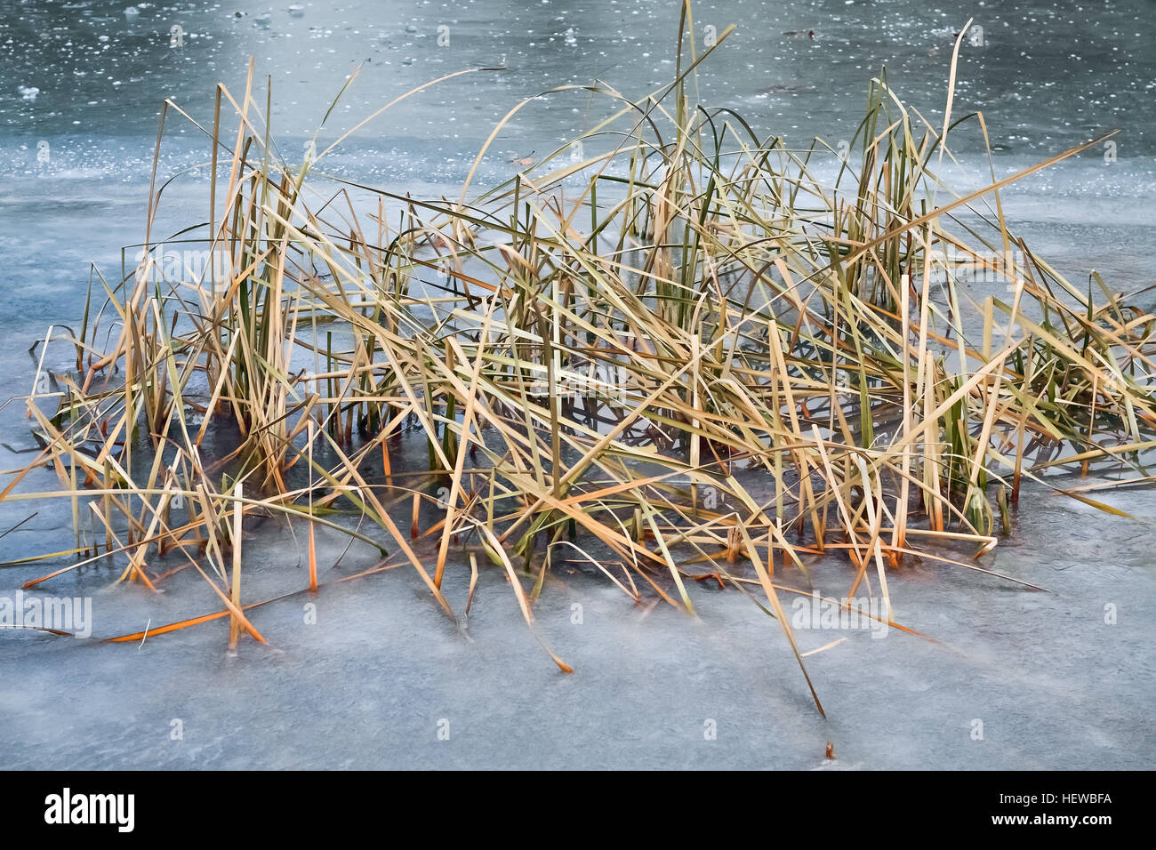 Frozen water and faded reed in a very cold winter day Stock Photo - Alamy