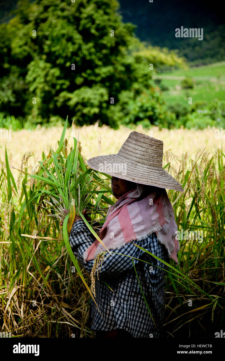 Harvesting rice thailand hi-res stock photography and images - Alamy