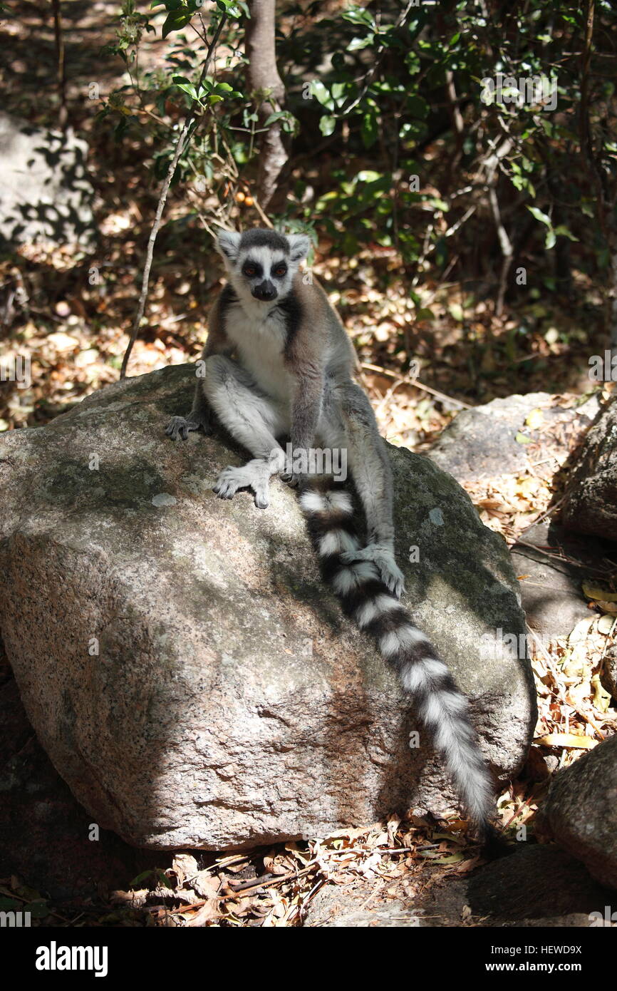 Ring-tailed Lemur in Anja Park at Ambalavao, Madagascar Stock Photo - Alamy