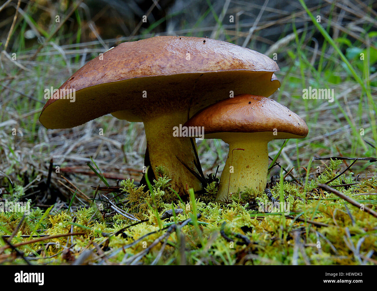 King bolete boletus edulis mushroom hi-res stock photography and images ...
