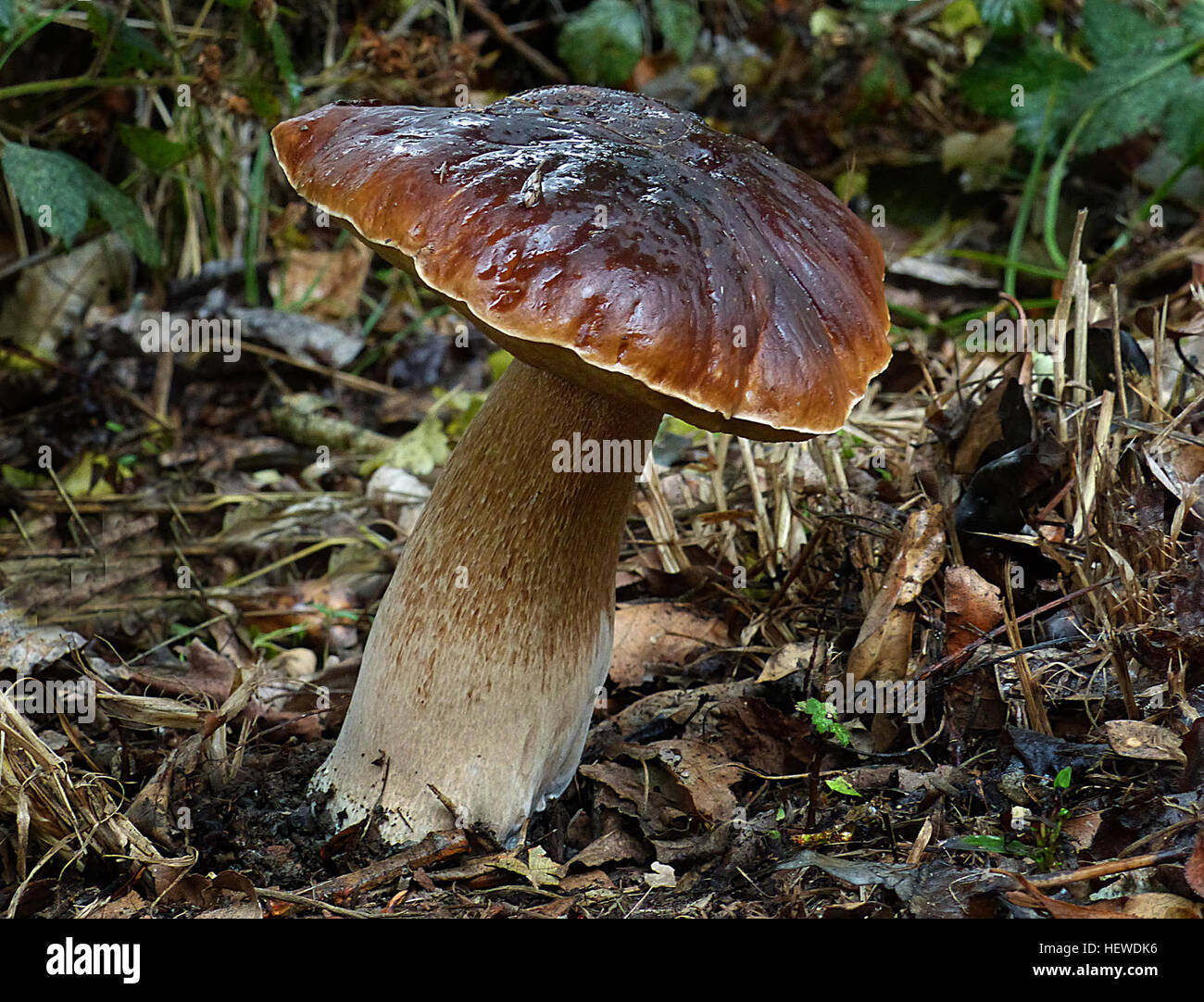 Fungal species hi-res stock photography and images - Alamy
