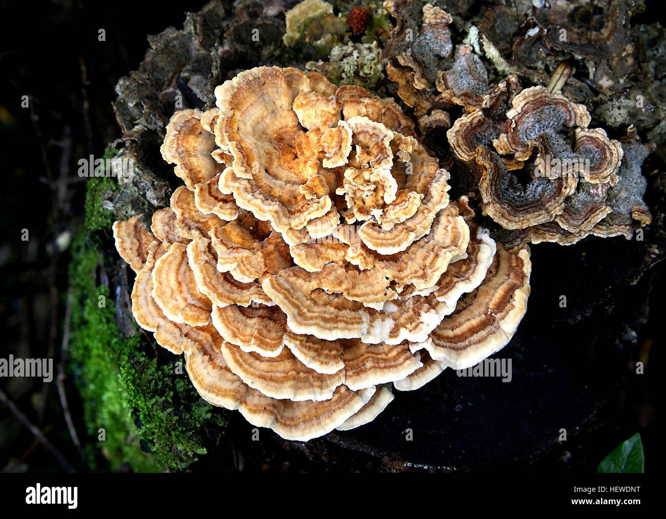 Bracket fungal hi-res stock photography and images - Alamy