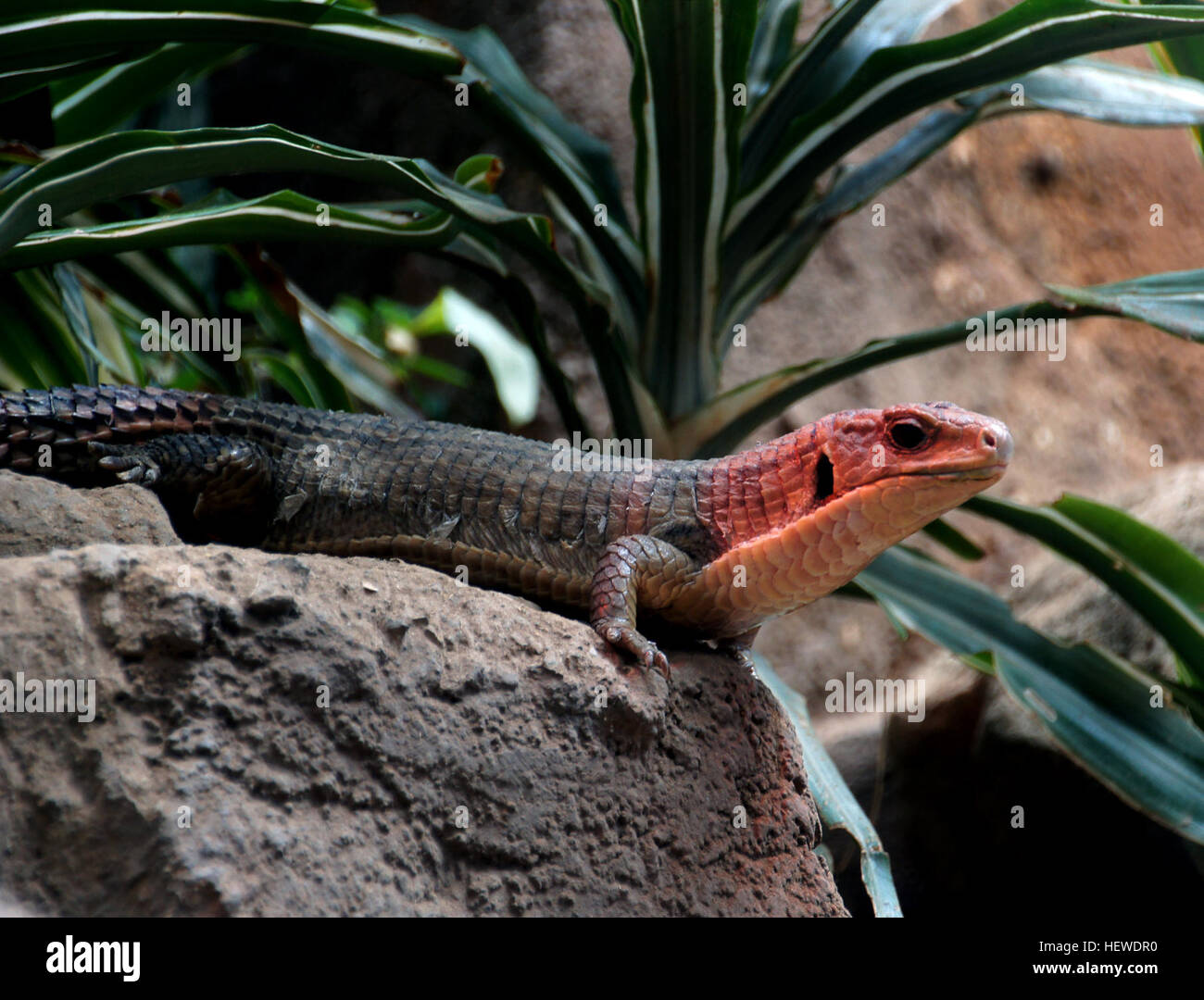 Broad Headed Skink Stock Photos & Broad Headed Skink Stock Images - Alamy
