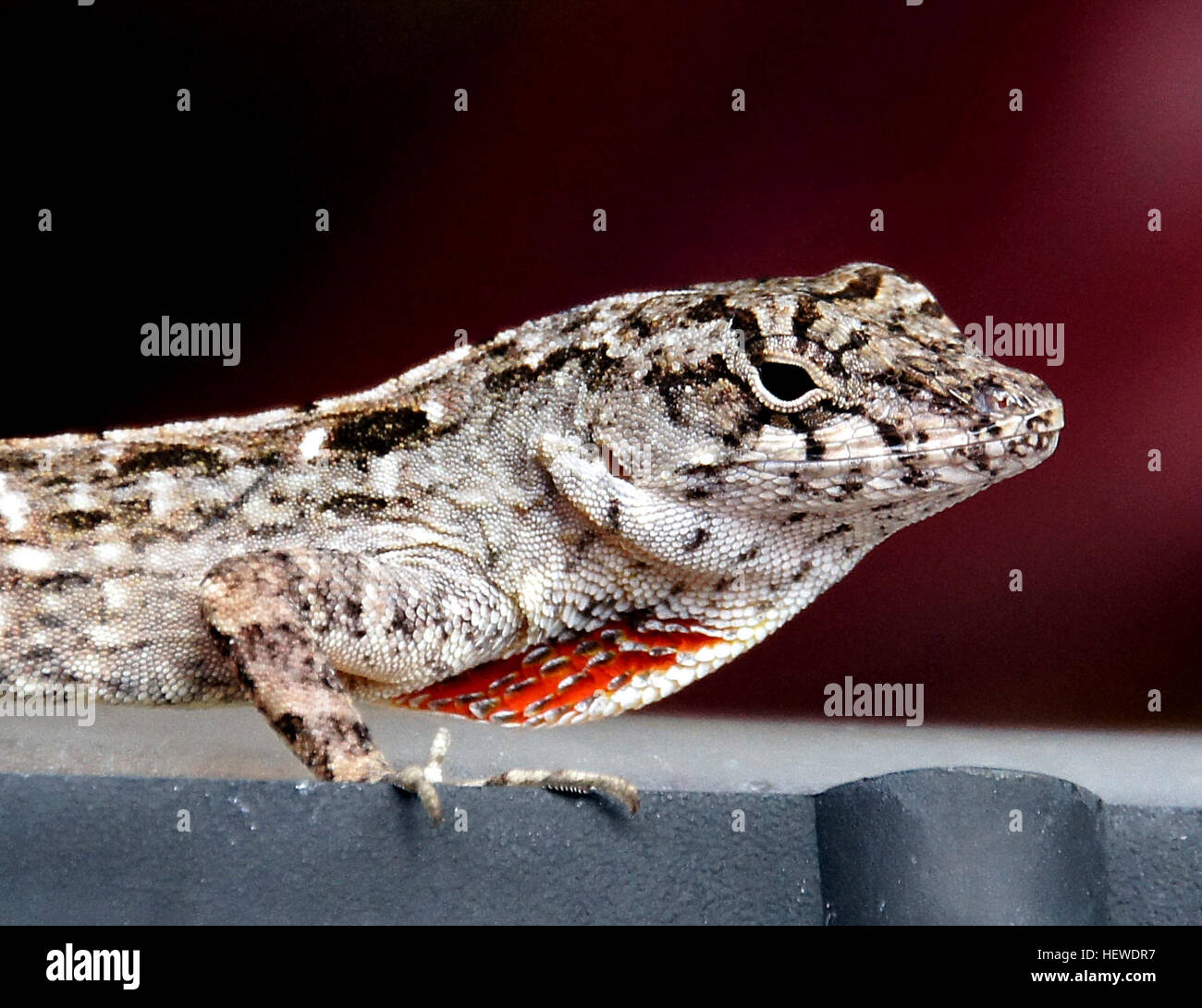 Distinctive throat pattern hi-res stock photography and images - Alamy