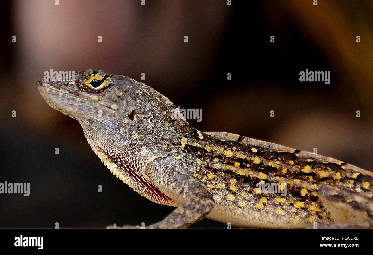 Yellowish spots hi-res stock photography and images - Alamy