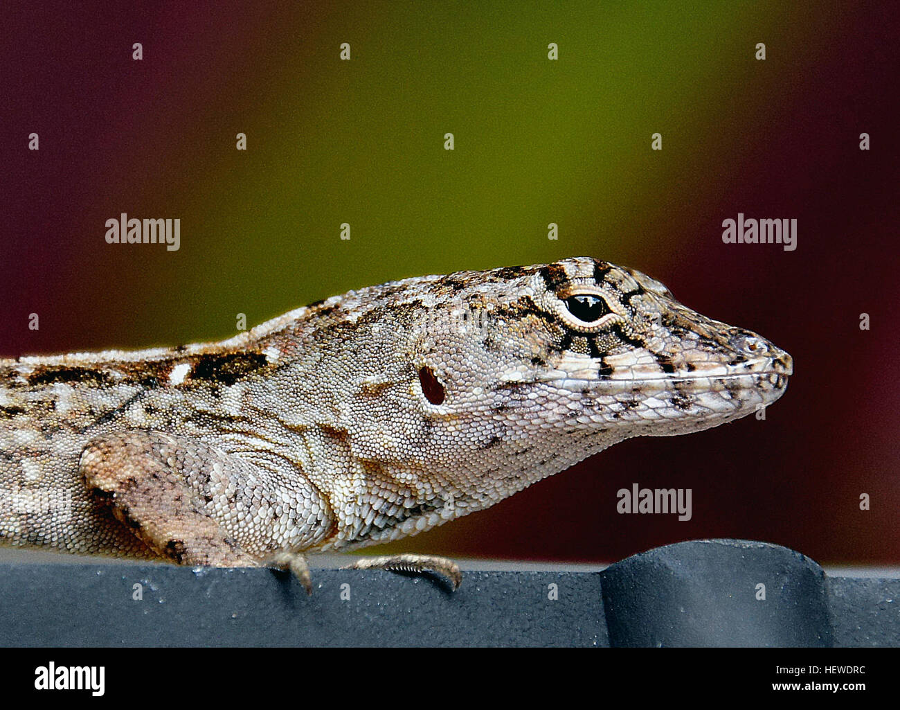 Bahamas taiwan hi-res stock photography and images - Alamy