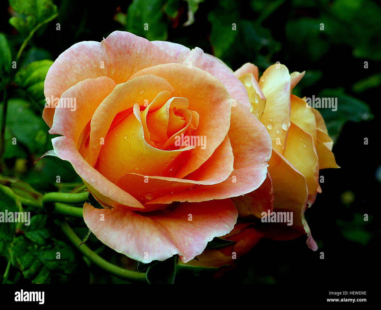 The Burma Star rose is named after veterans who served in the Burma ...