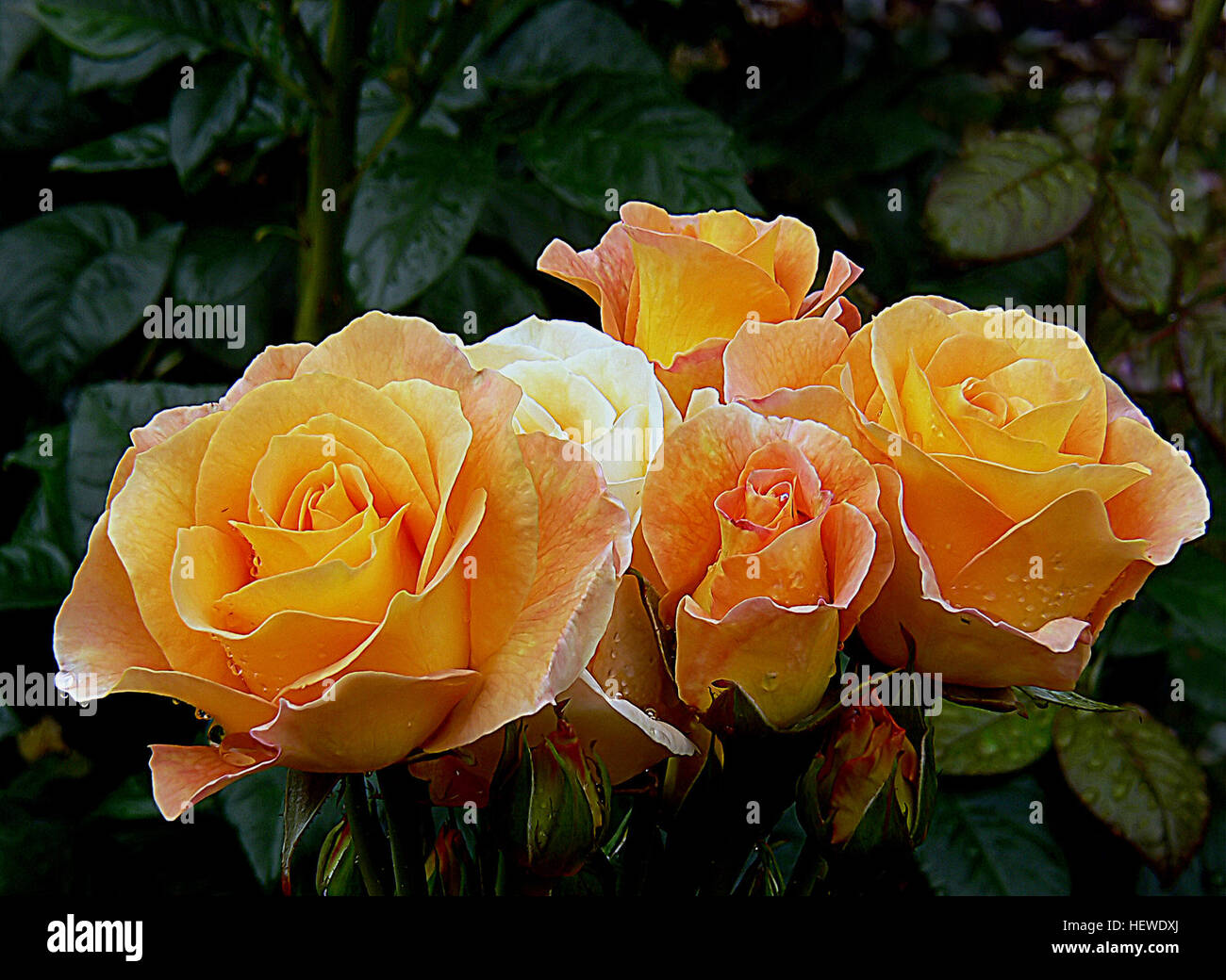 The Burma Star Rose is a unique rose variety known for its vibrant ...
