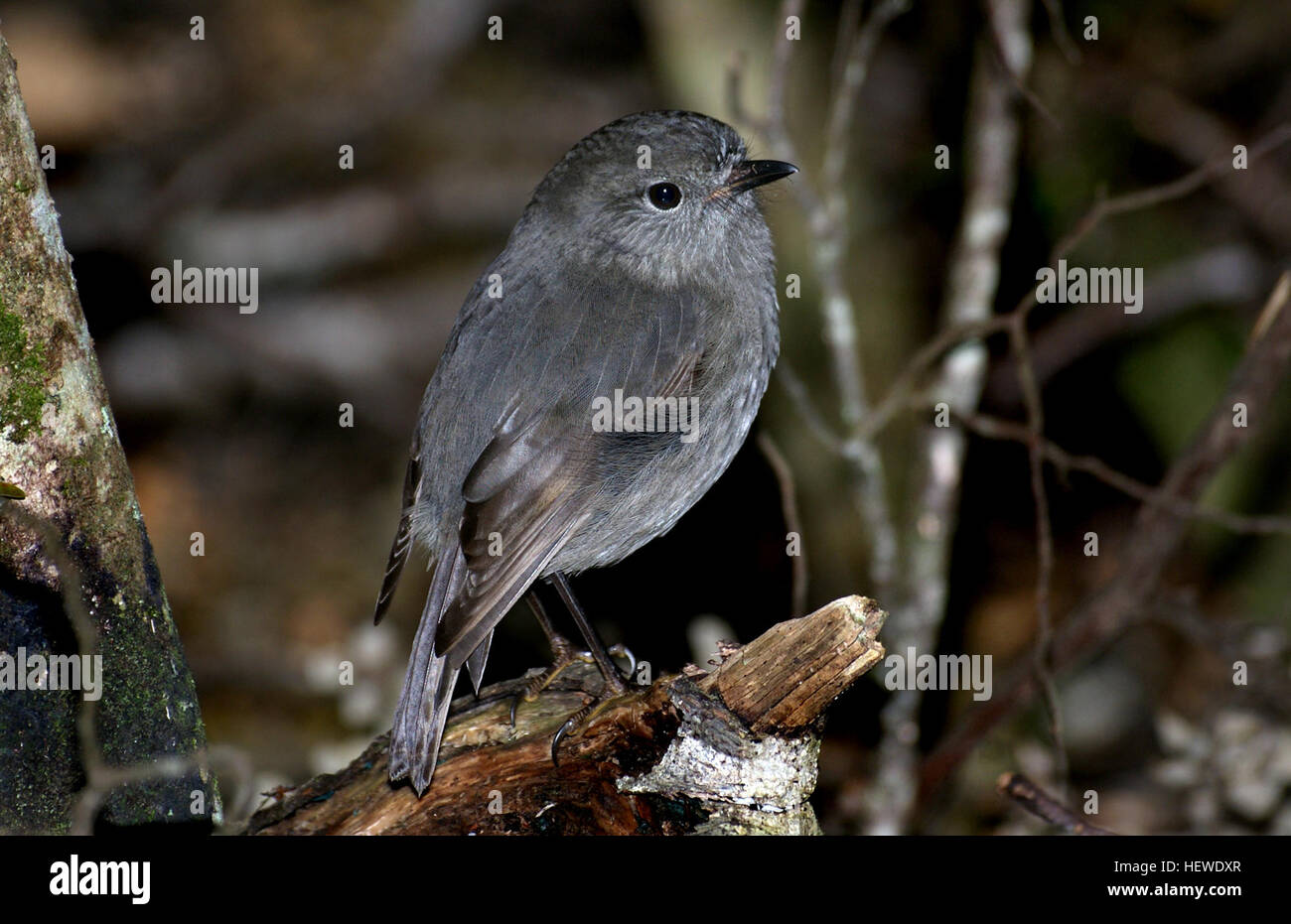 Australian robin family hi-res stock photography and images - Alamy