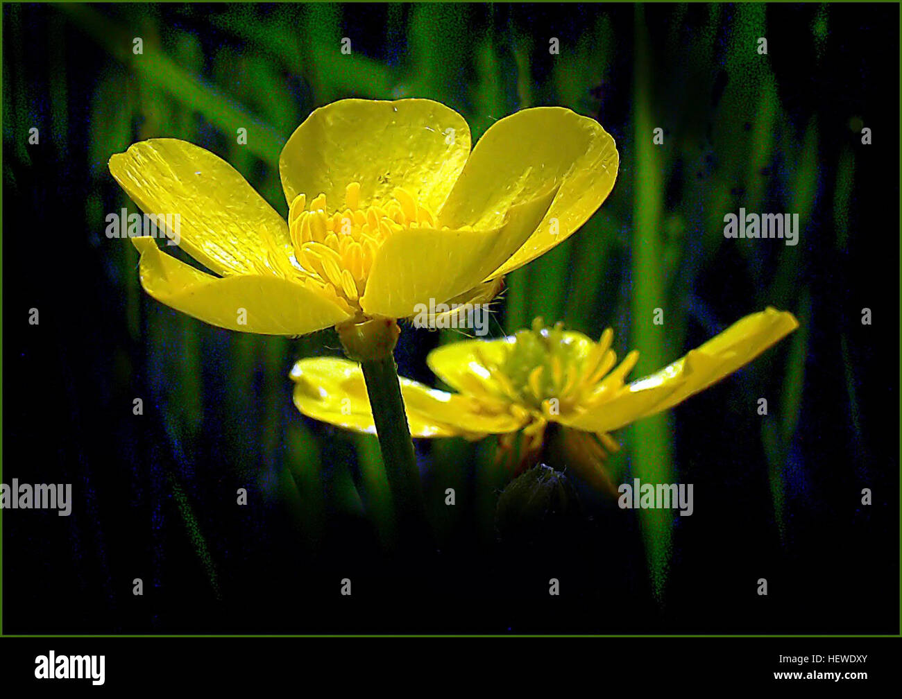 Genus of about 600 species of plants in the hi-res stock photography ...