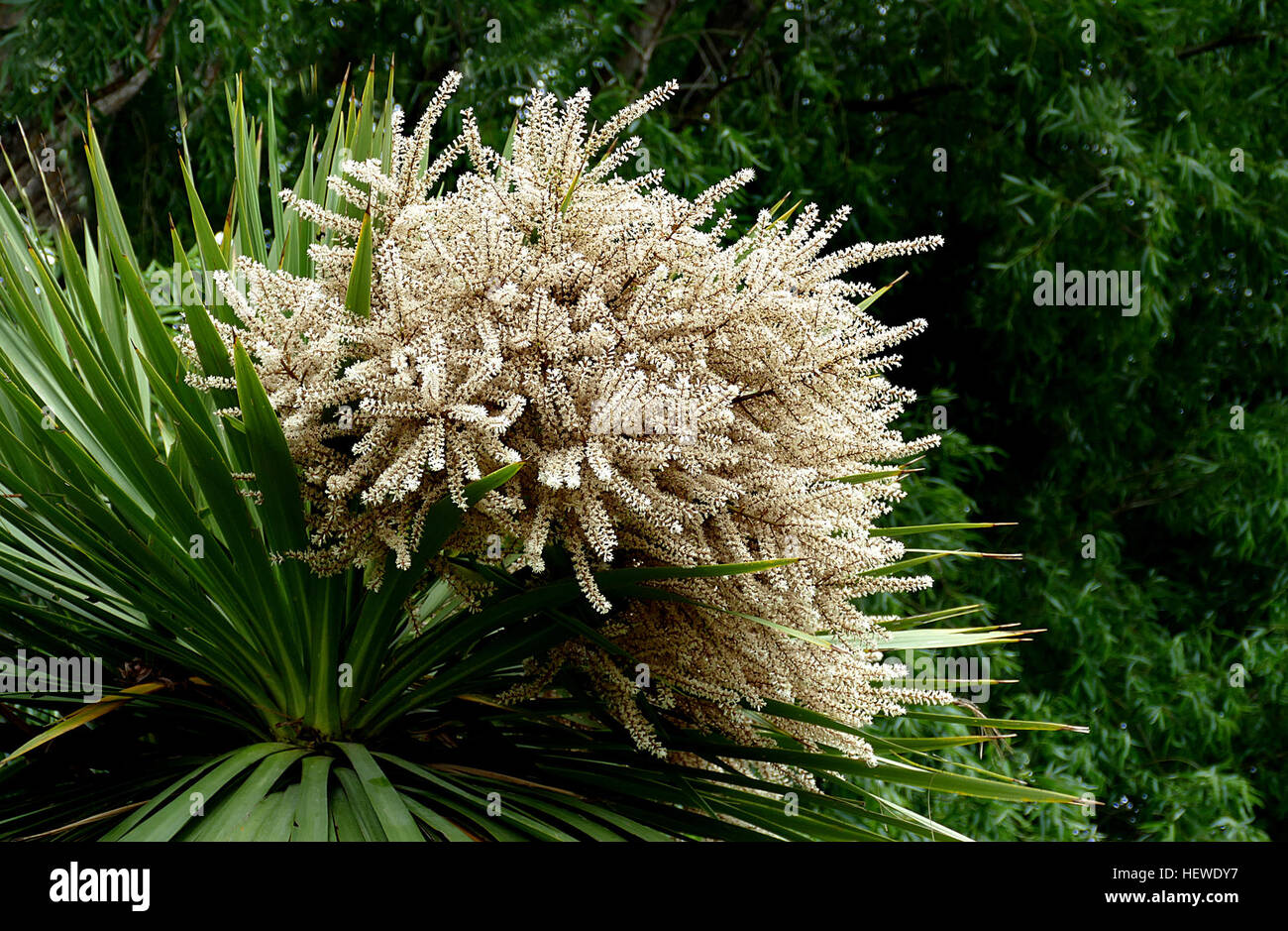 The cabbage tree (Cordyline australis) is a distinctive feature of the ...