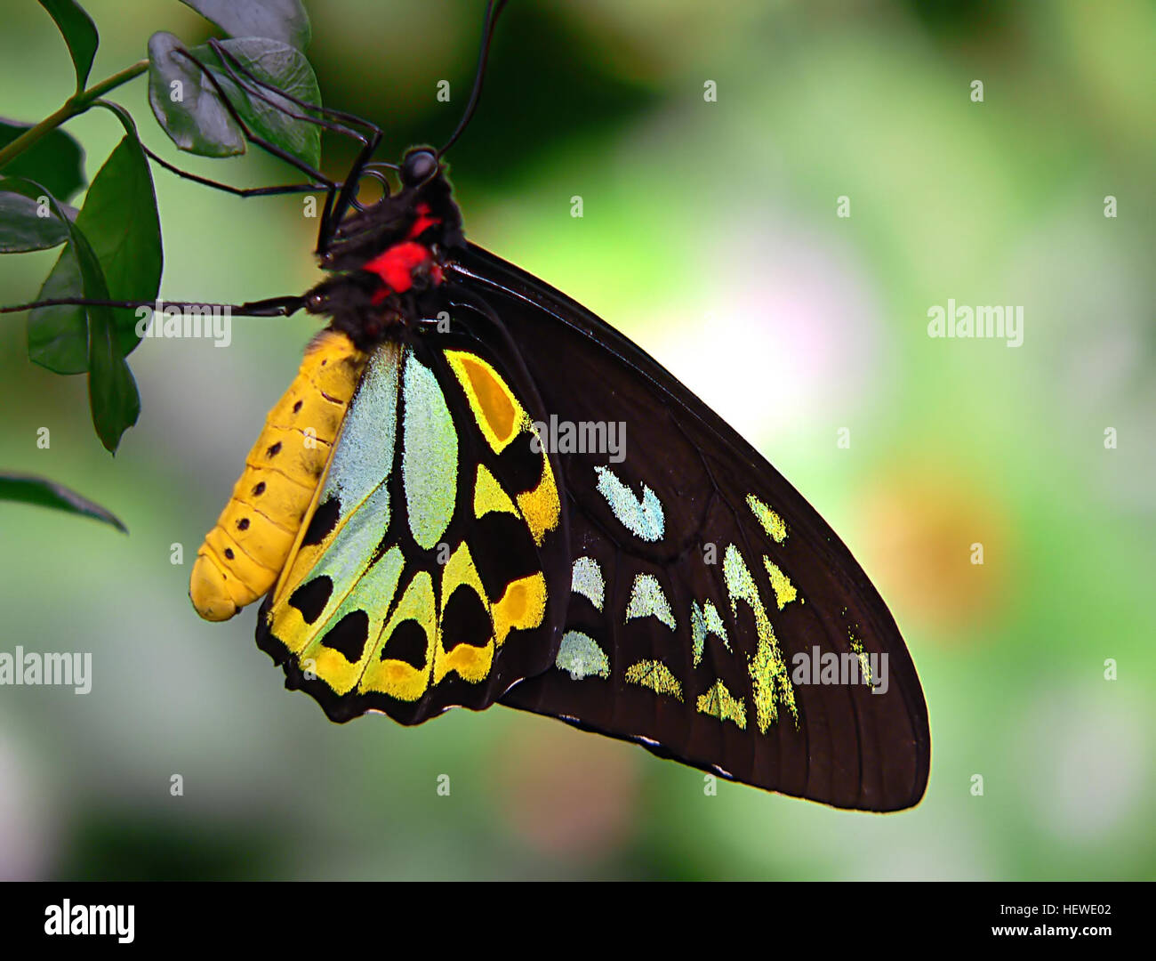 The Cairns Birdwing Butterfly is the largest endemic butterfly in ...