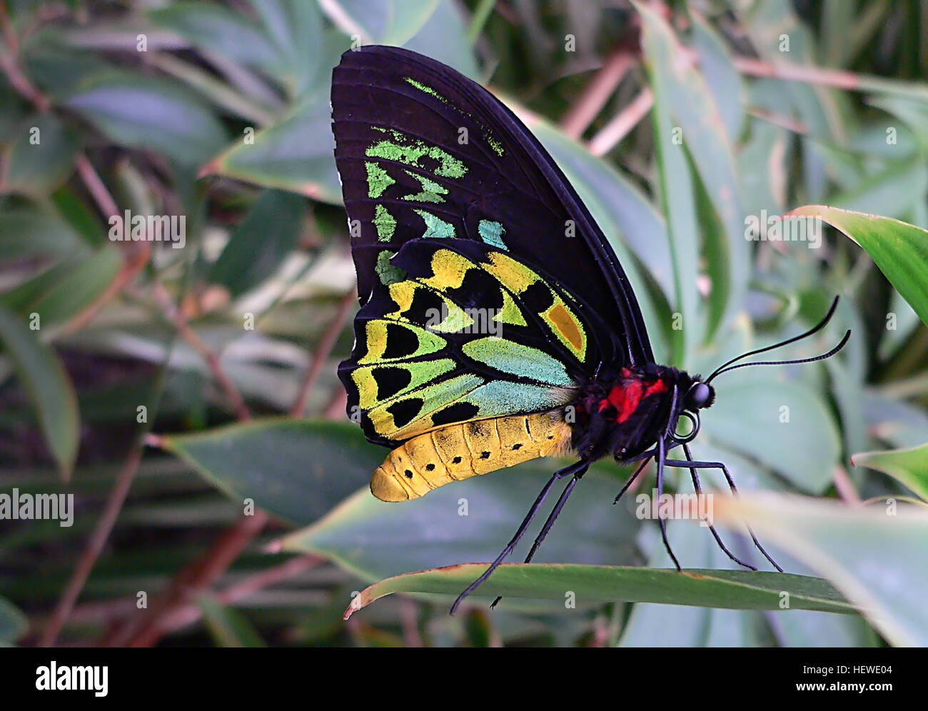 This image highlights a butterfly on a flower, a member of the ...