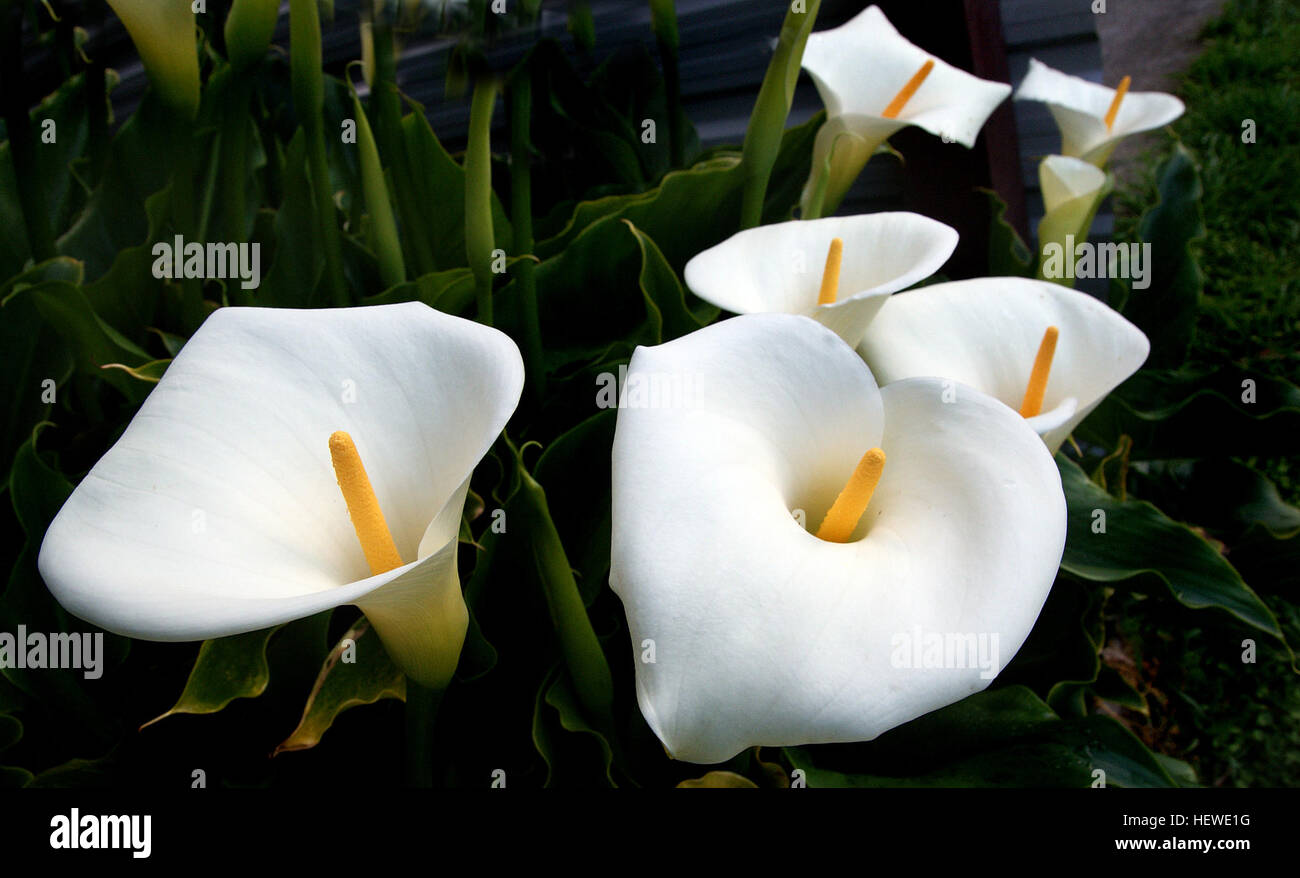 The Calla Lily, known for its tall stems and large white flowers ...