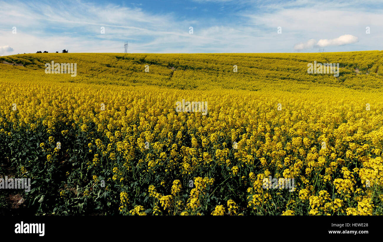 Canola seeds hi-res stock photography and images - Alamy