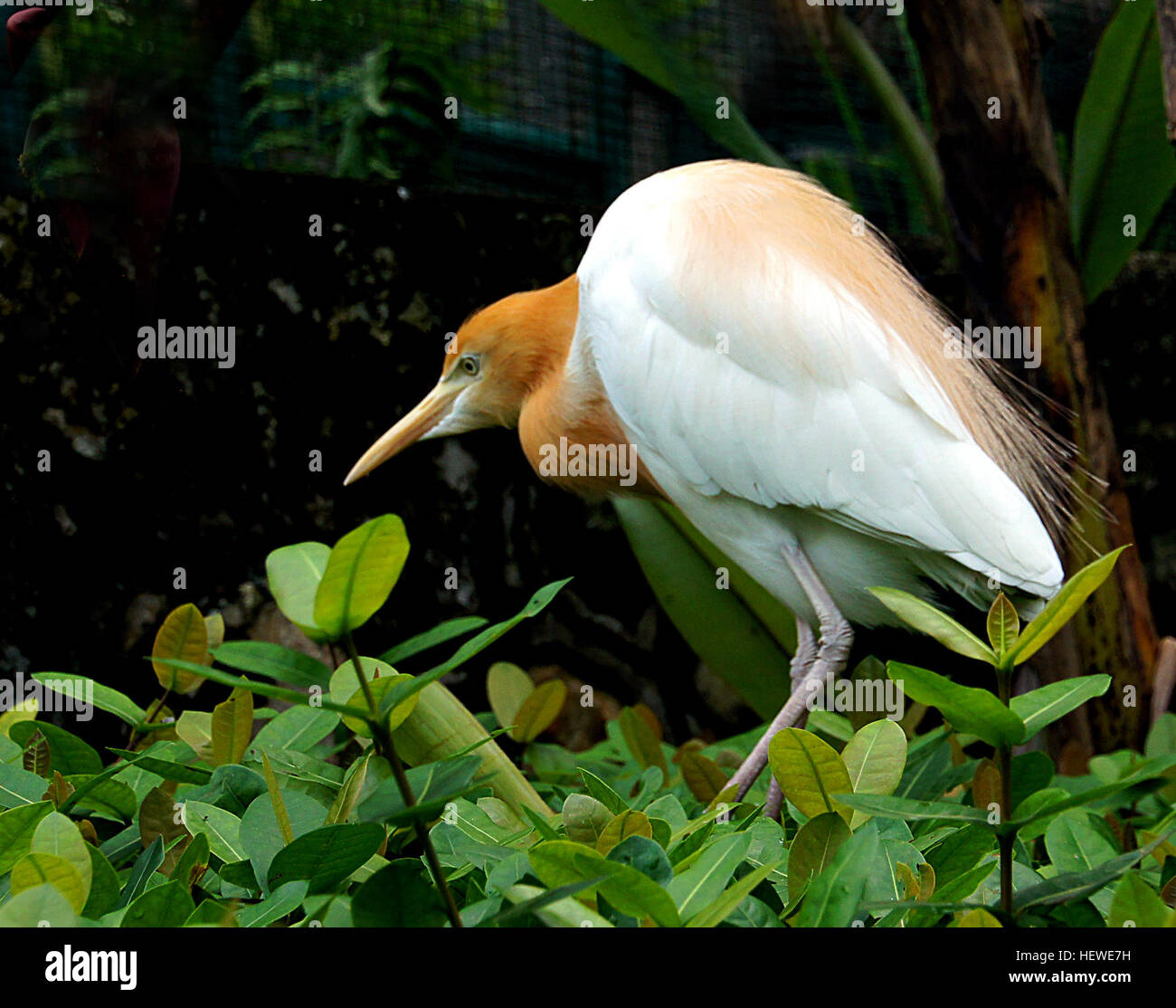 Seasonally inundated grasslands hi-res stock photography and images - Alamy