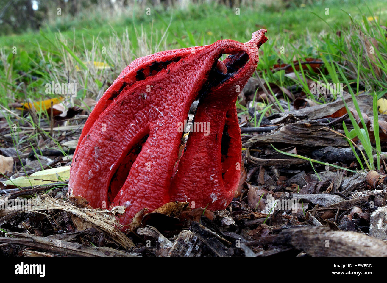 Clathrus archeri, known as Devil’s Fingers or Octopus Stinkhorn, is a ...