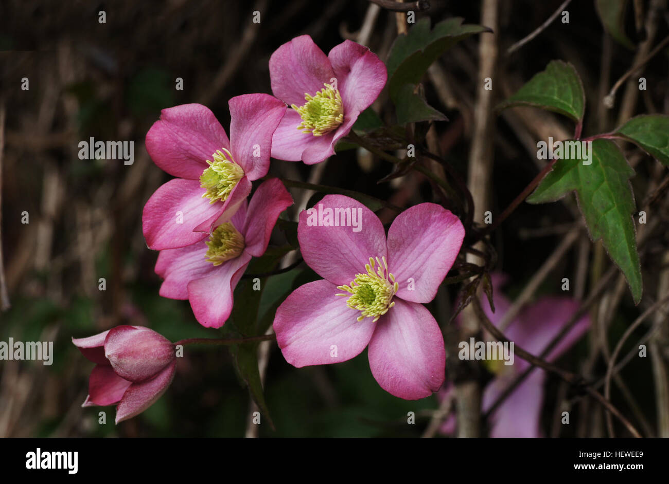 Buttercup family ranunculaceae hi-res stock photography and images - Alamy
