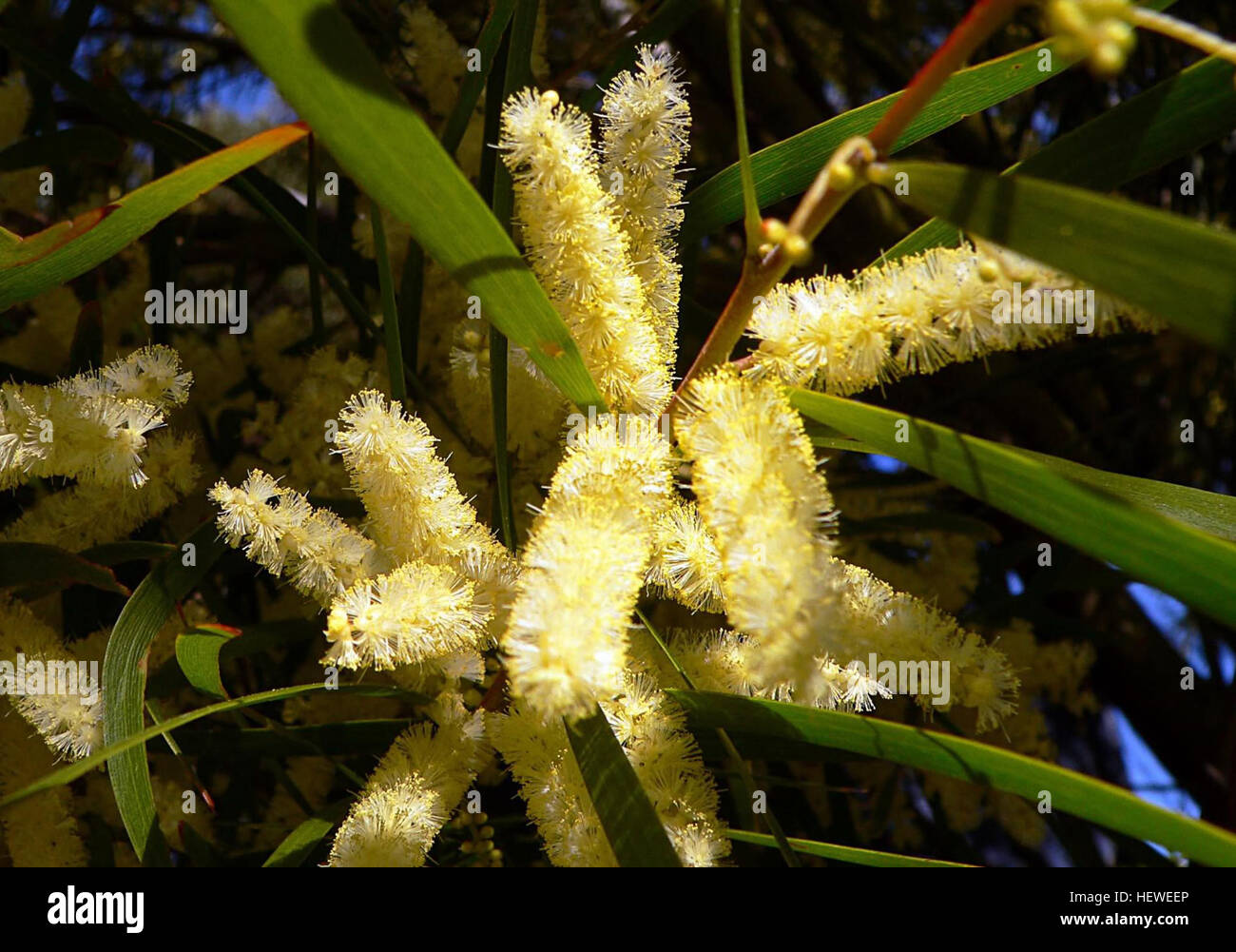 Sallow wattle flowers hi-res stock photography and images - Alamy