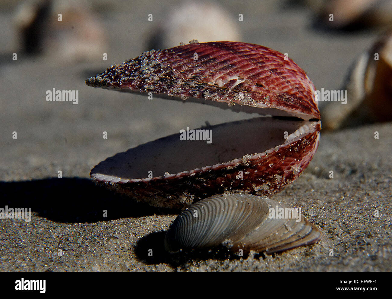 Clams image hi-res stock photography and images - Alamy
