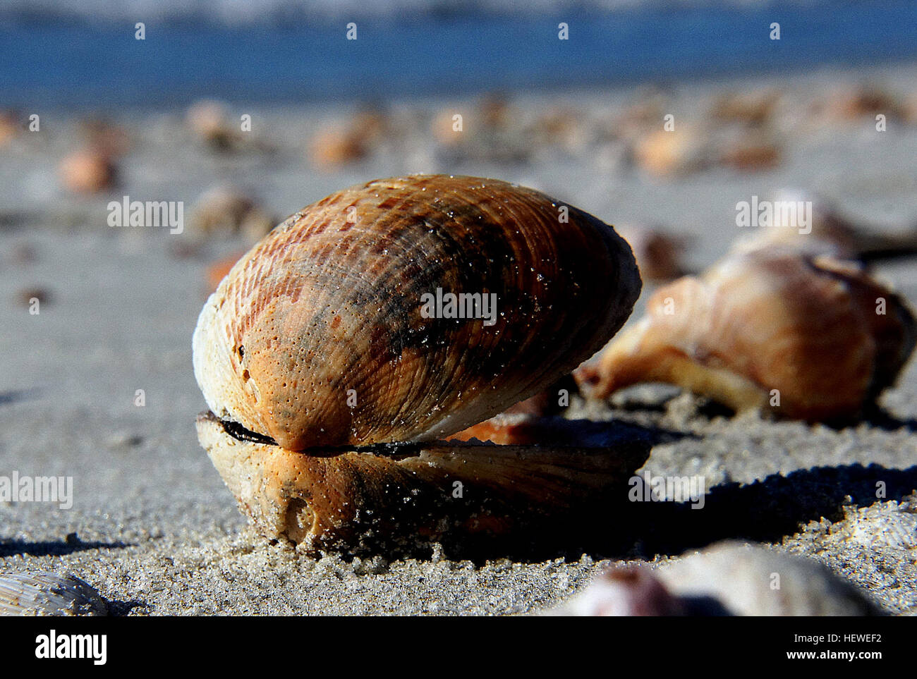 Silver bells and cockle shells hi-res stock photography and images - Alamy